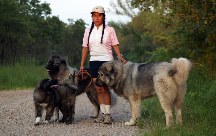 Rockhill Caucasians Breeders of Caucasian Ovcharka also know by the ...