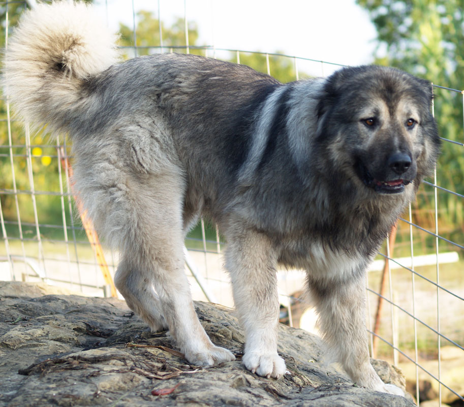 Rockhill Caucasians Breeders of Caucasian Ovcharka also know by the ...