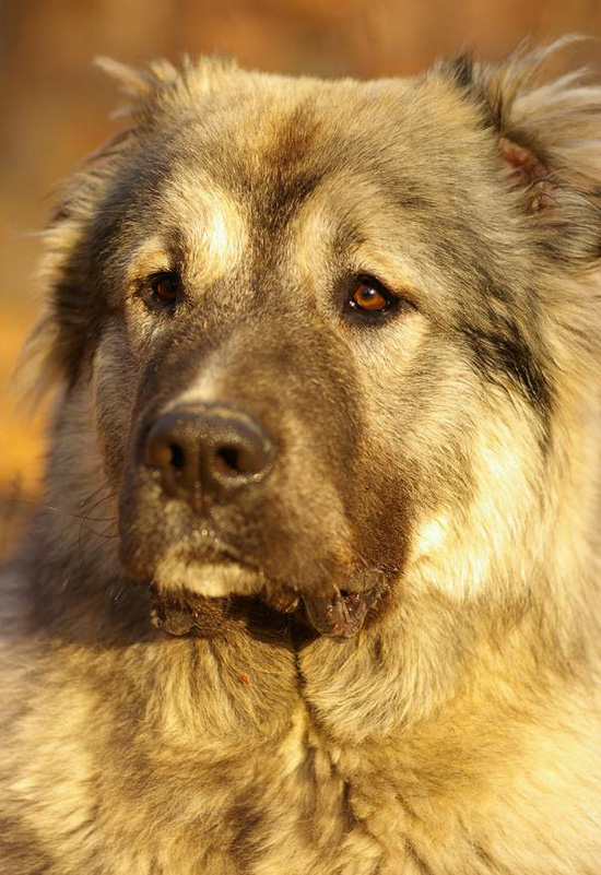 Rockhill Caucasians Breeders of Caucasian Ovcharka also know by the ...
