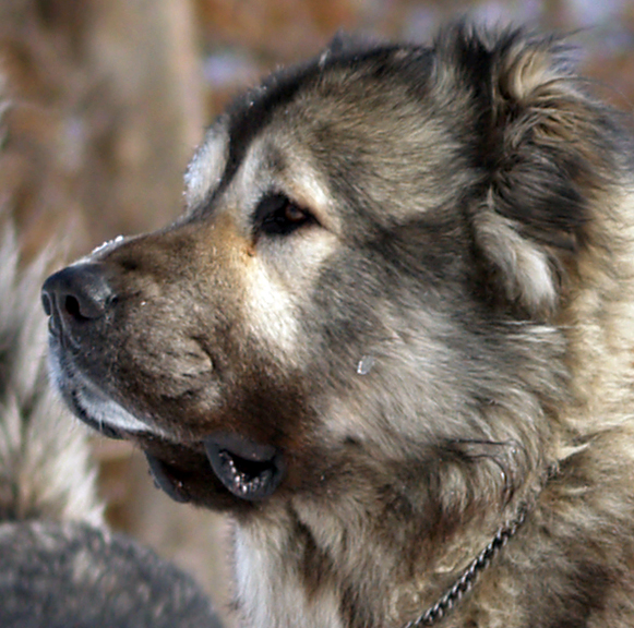 Rockhill Caucasians Breeders of Caucasian Ovcharka also know by the ...