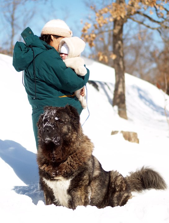 Rockhill Caucasians Breeders of Caucasian Ovcharka also know by the ...